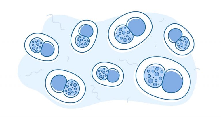 Bacterial Stds Priority Std Testing